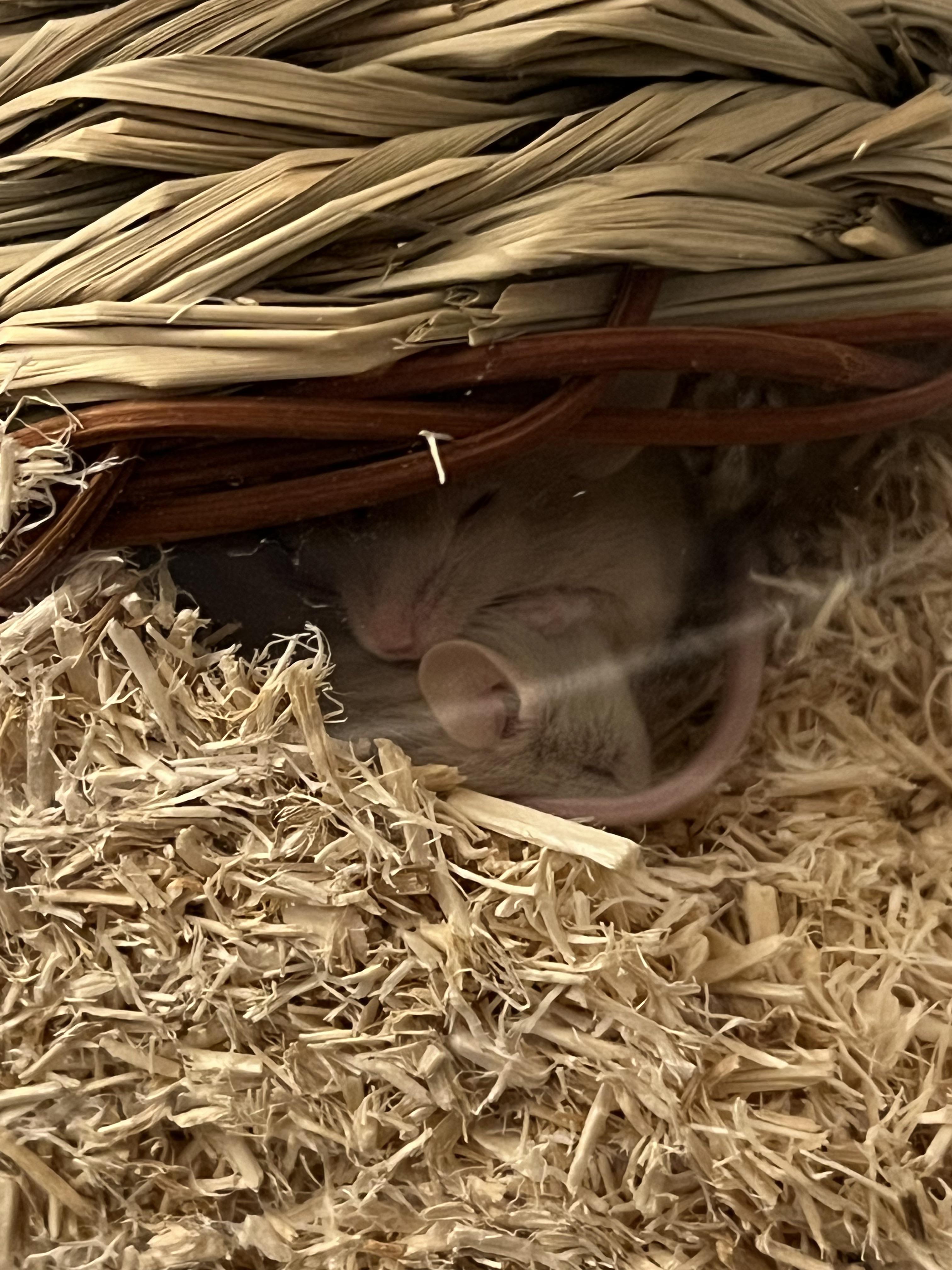 Meet Iris and Lily :) | Scrolller