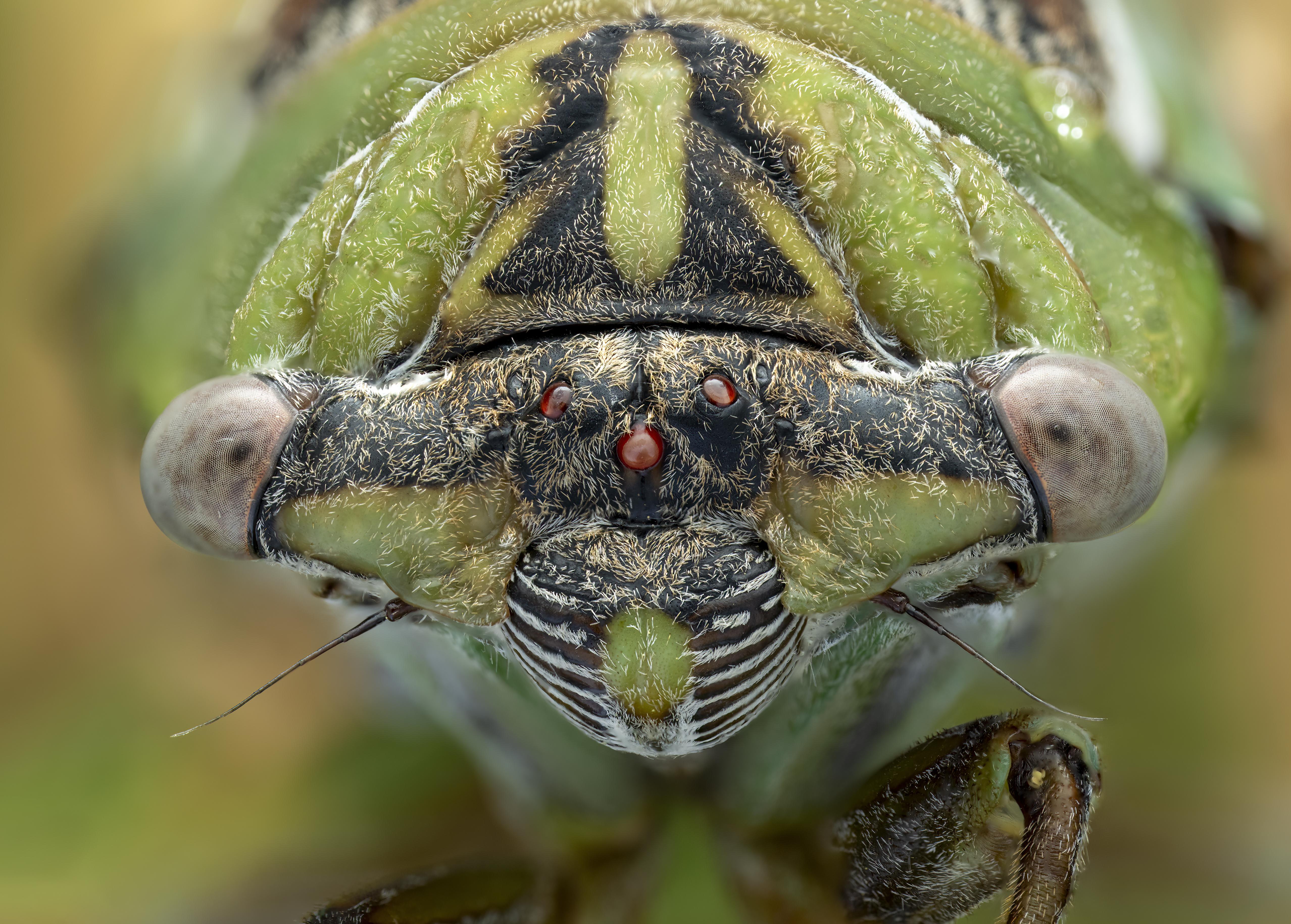 All 5 eyes of this cicada in clear view | Scrolller