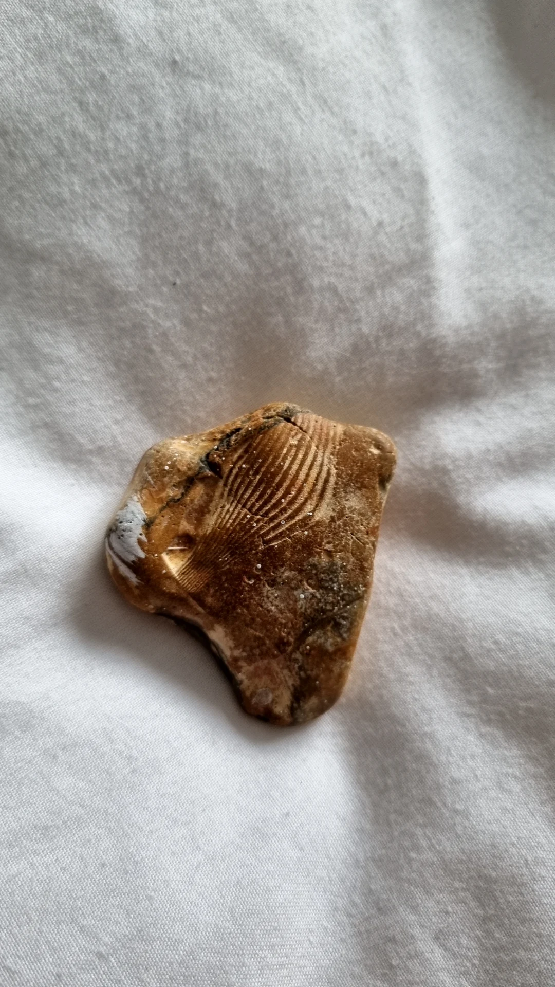 Is this a fossil? Any idea what it is? | Scrolller