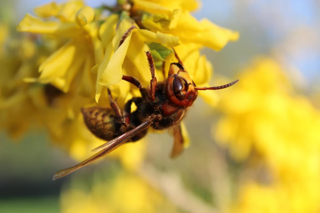 A photo of an insect | Scrolller