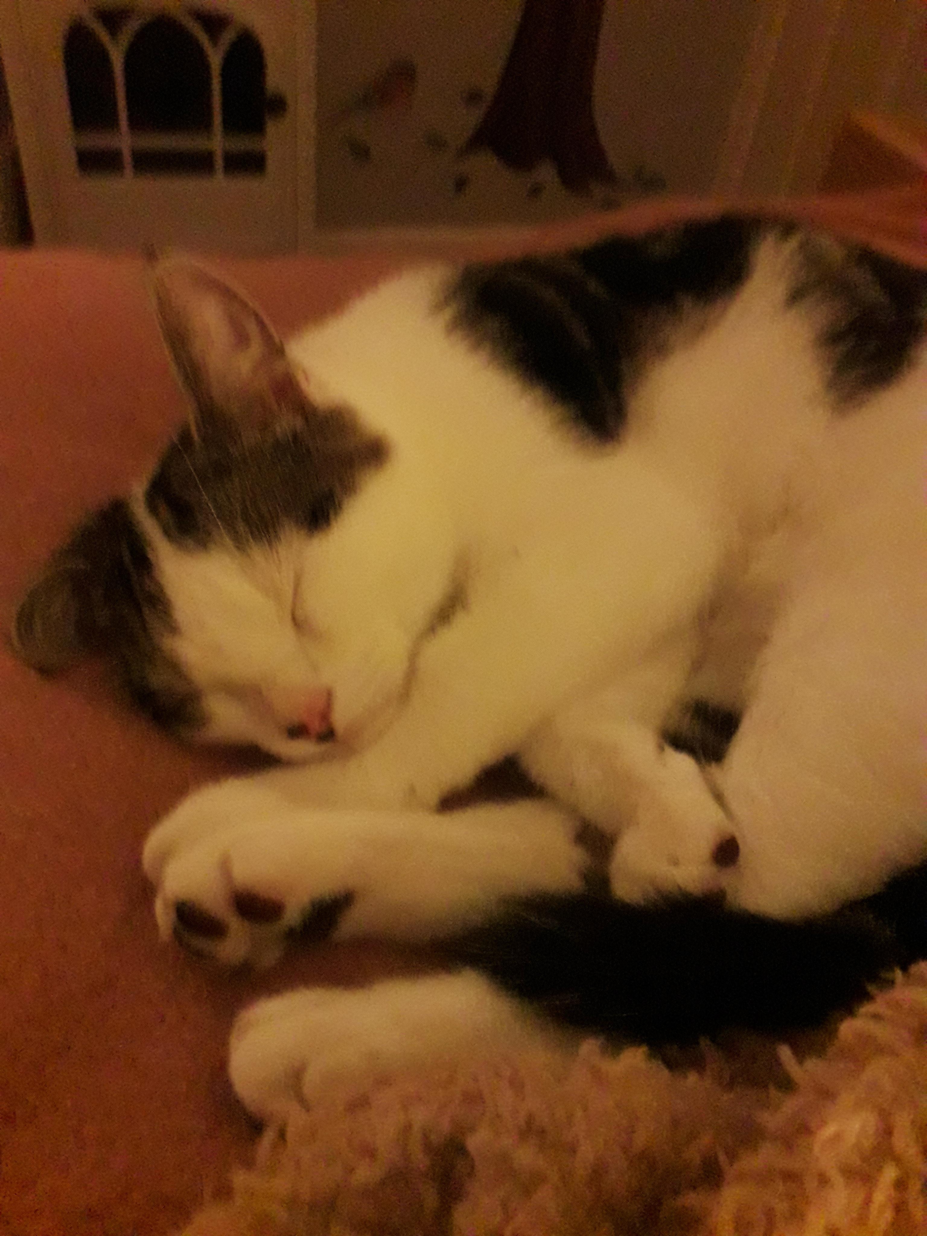 Post you sleeping cats. | Scrolller