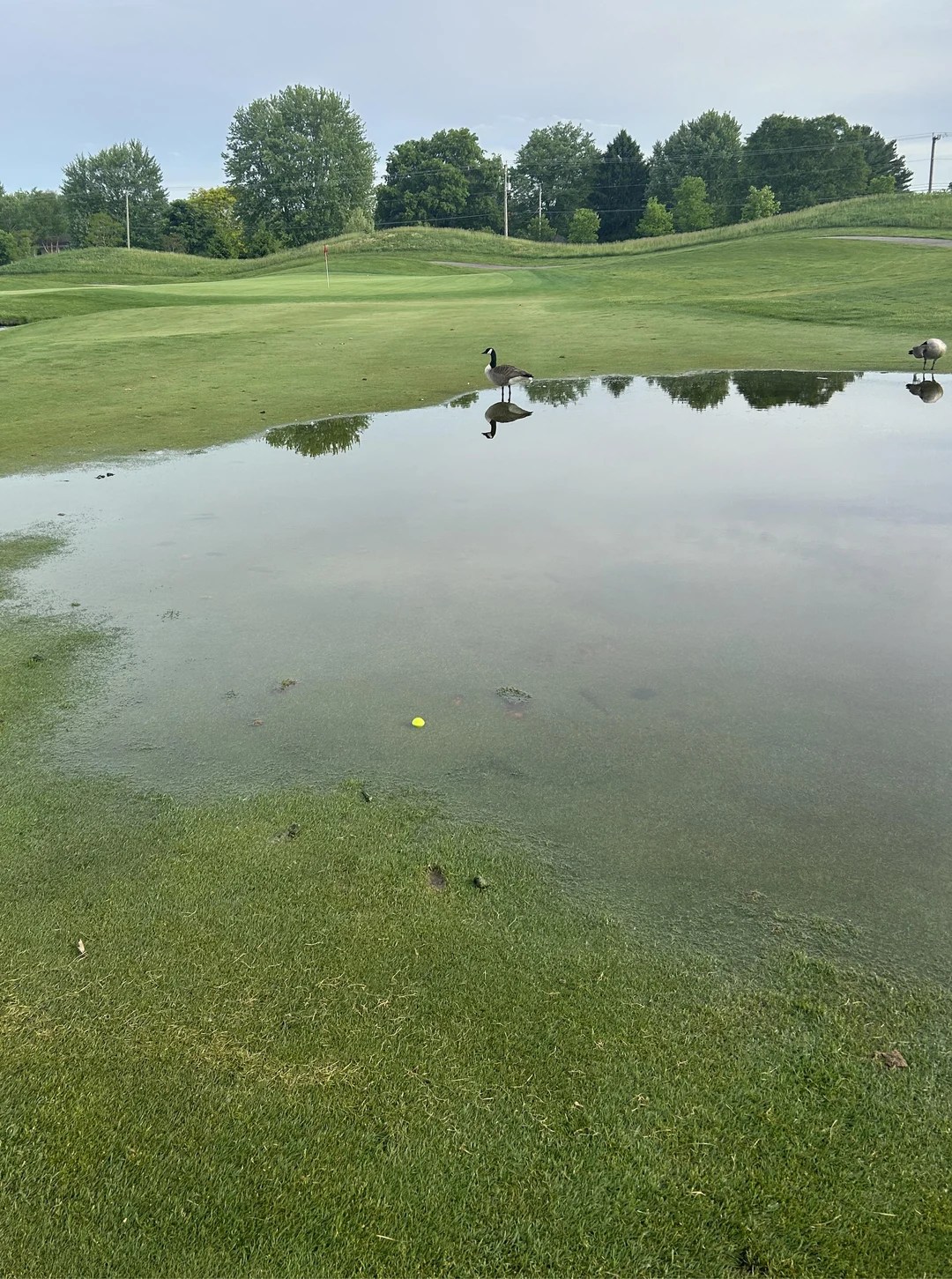 So what’s the ruling here? | Scrolller