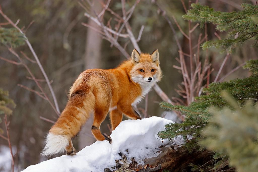 Discover more like Foxes: Red fox and Related Content | Scrolller
