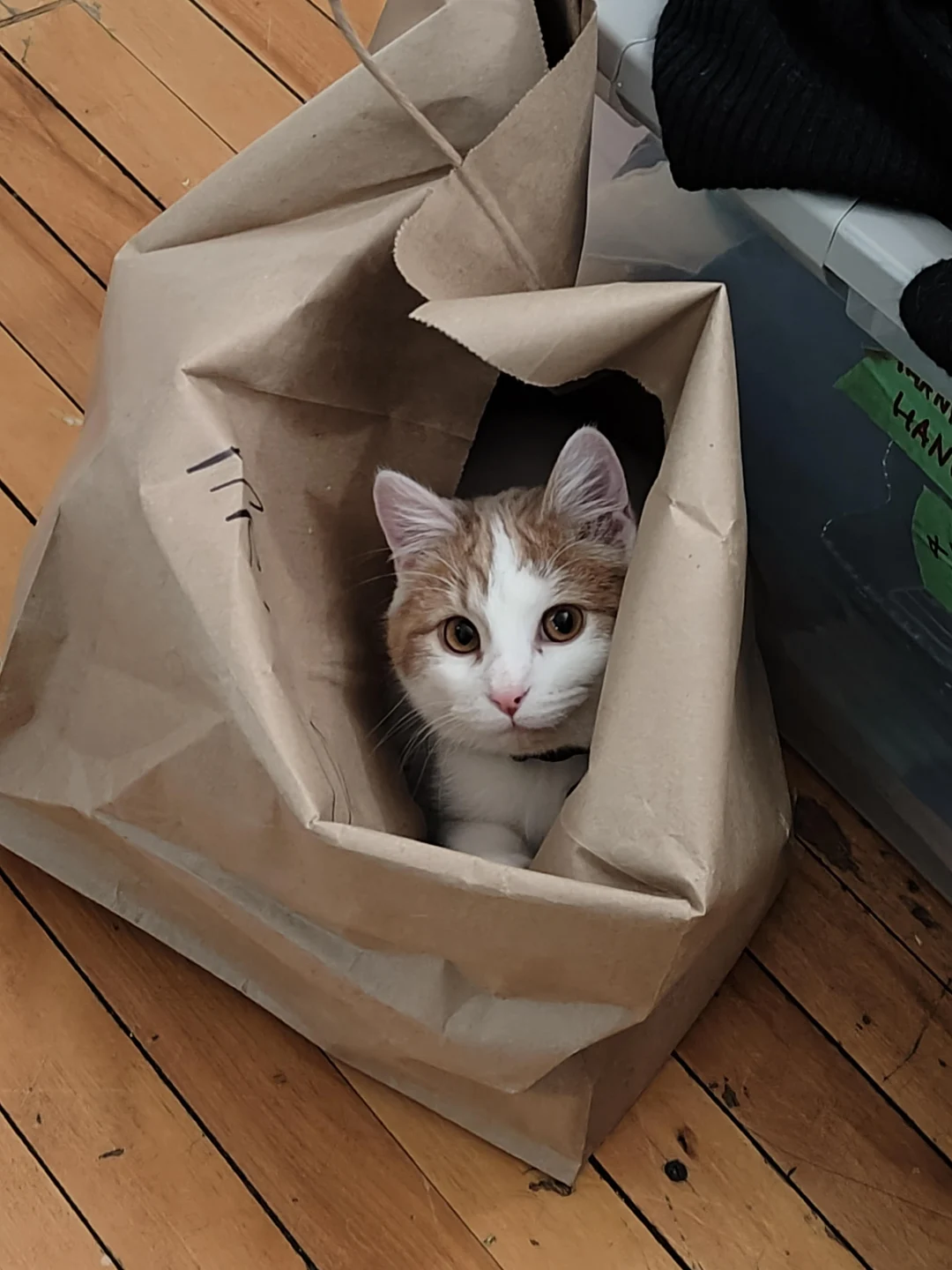 Bag secured | Scrolller