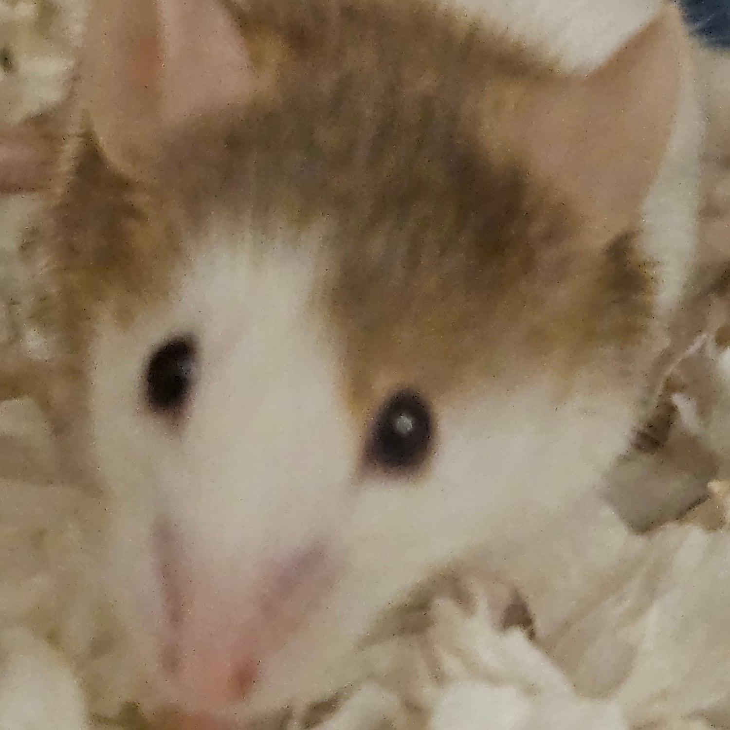 Cheerio jumpscare | Scrolller