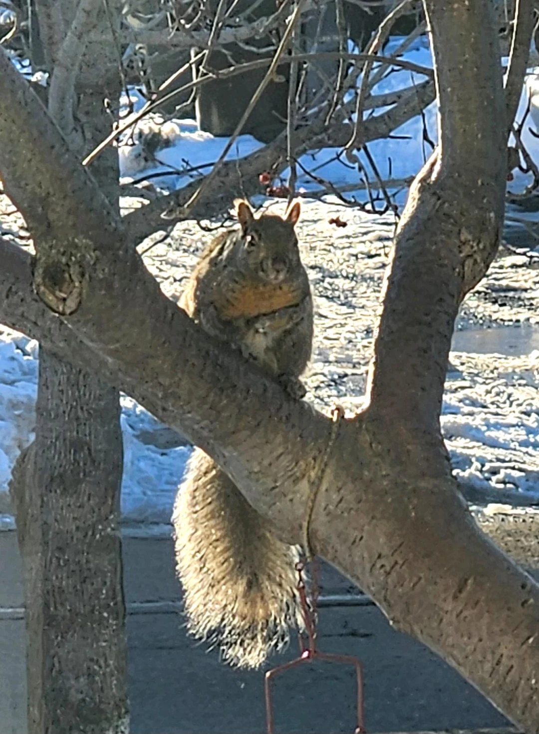 Discover more like Squirrels: Buddy and Related Content | Scrolller