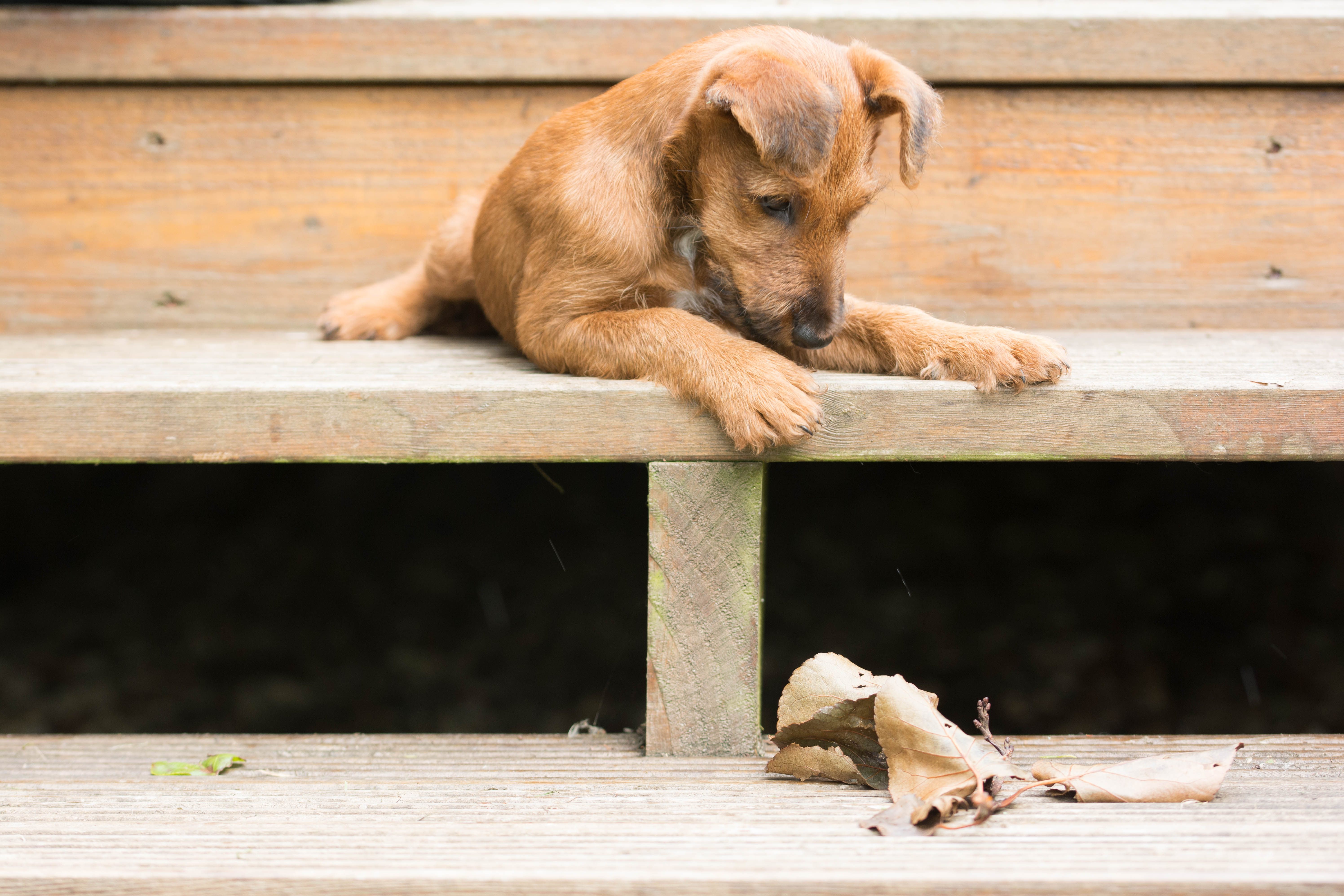 Ten week old Irish terrier Pip. | Scrolller