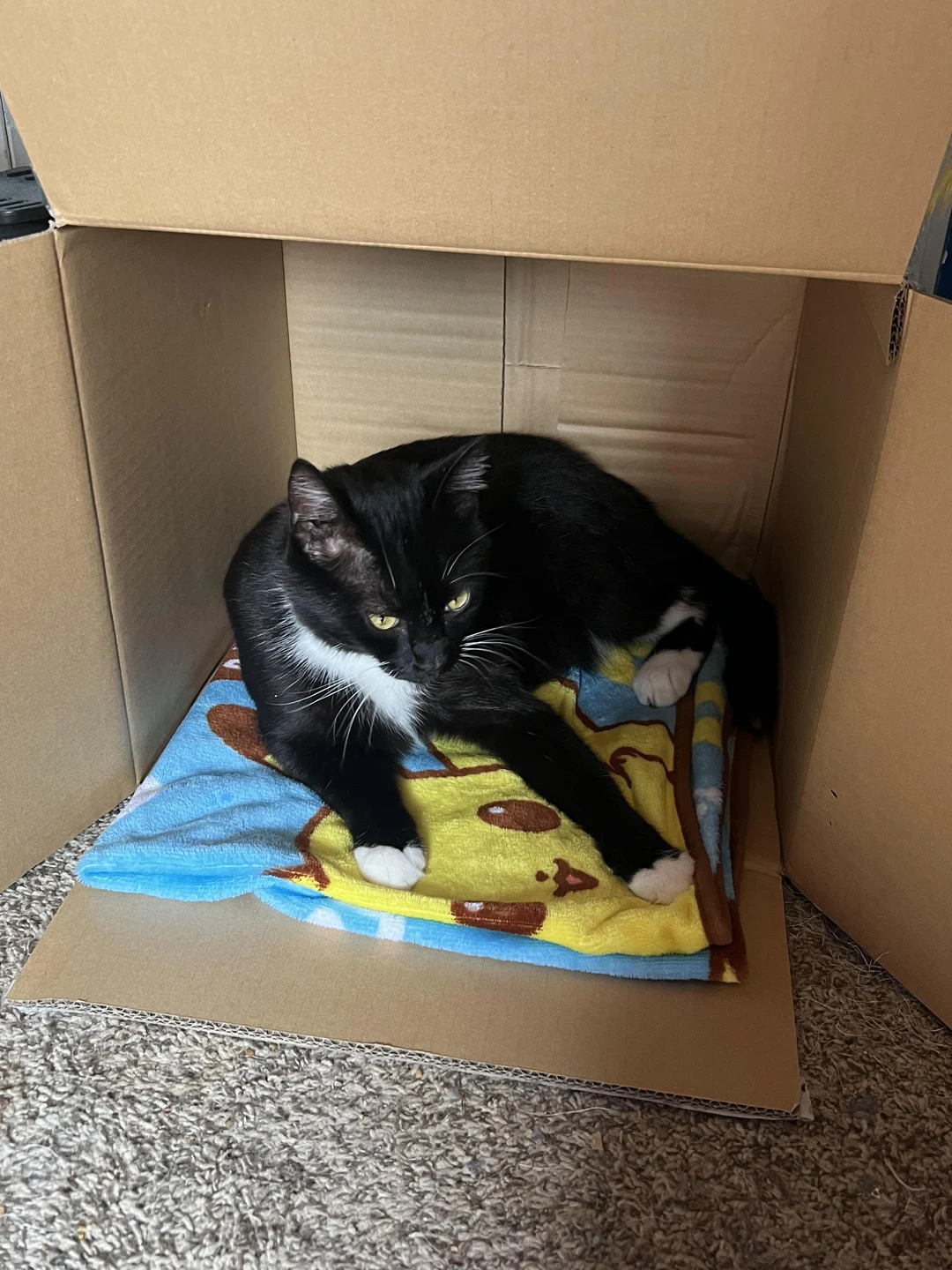 New cat trap | Scrolller