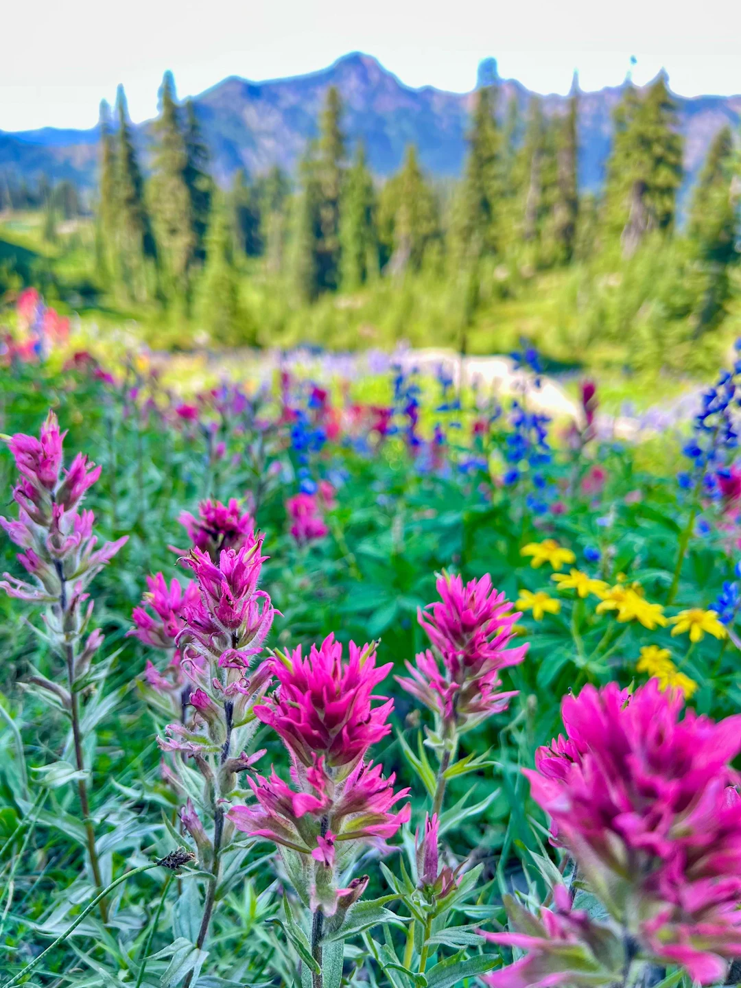 Wildflowers near Mt. Rainier, Washington [OC] 3200x3000 | Scrolller