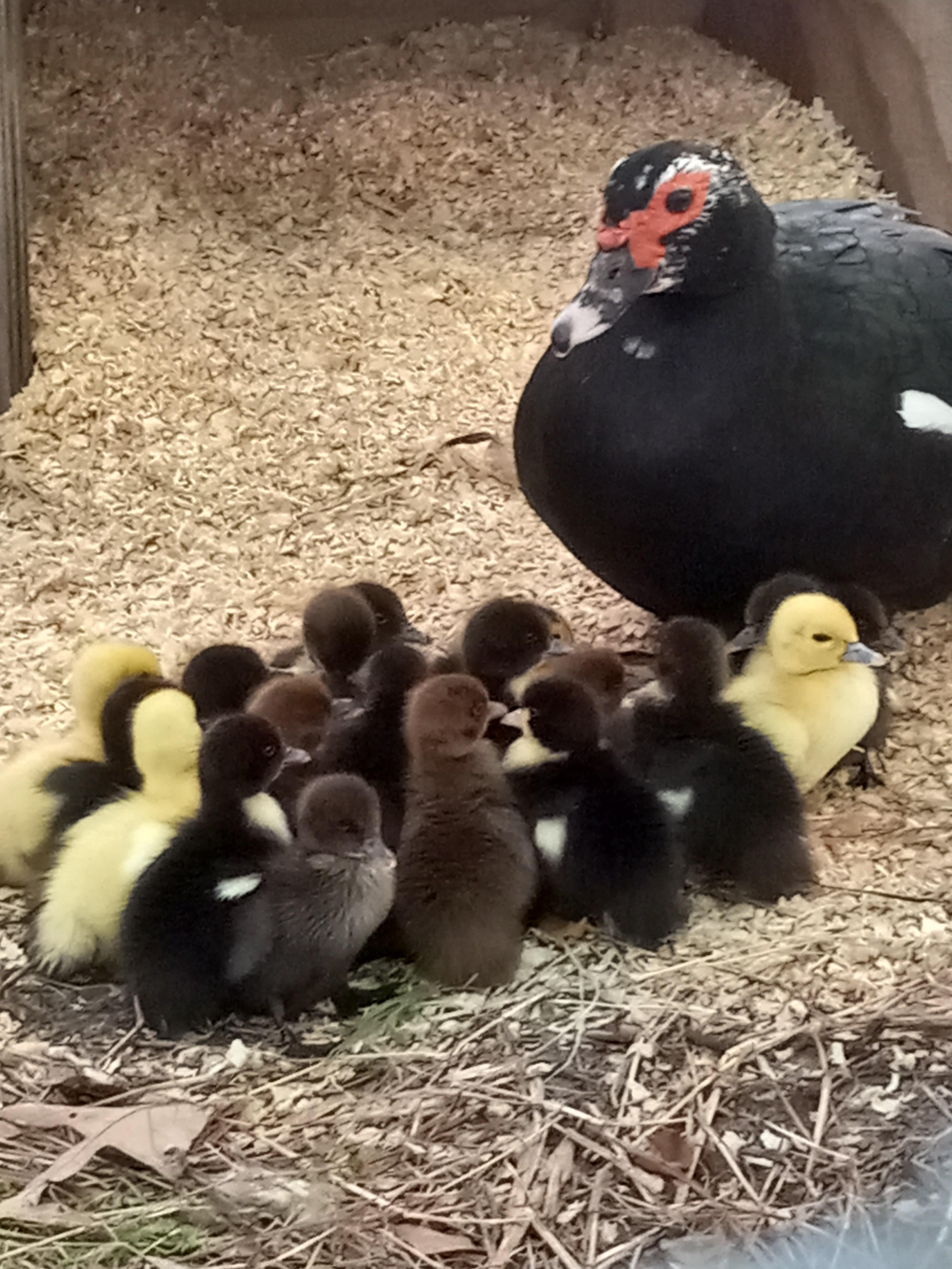 OC. MIGHTY DUCKS 2022 | Scrolller