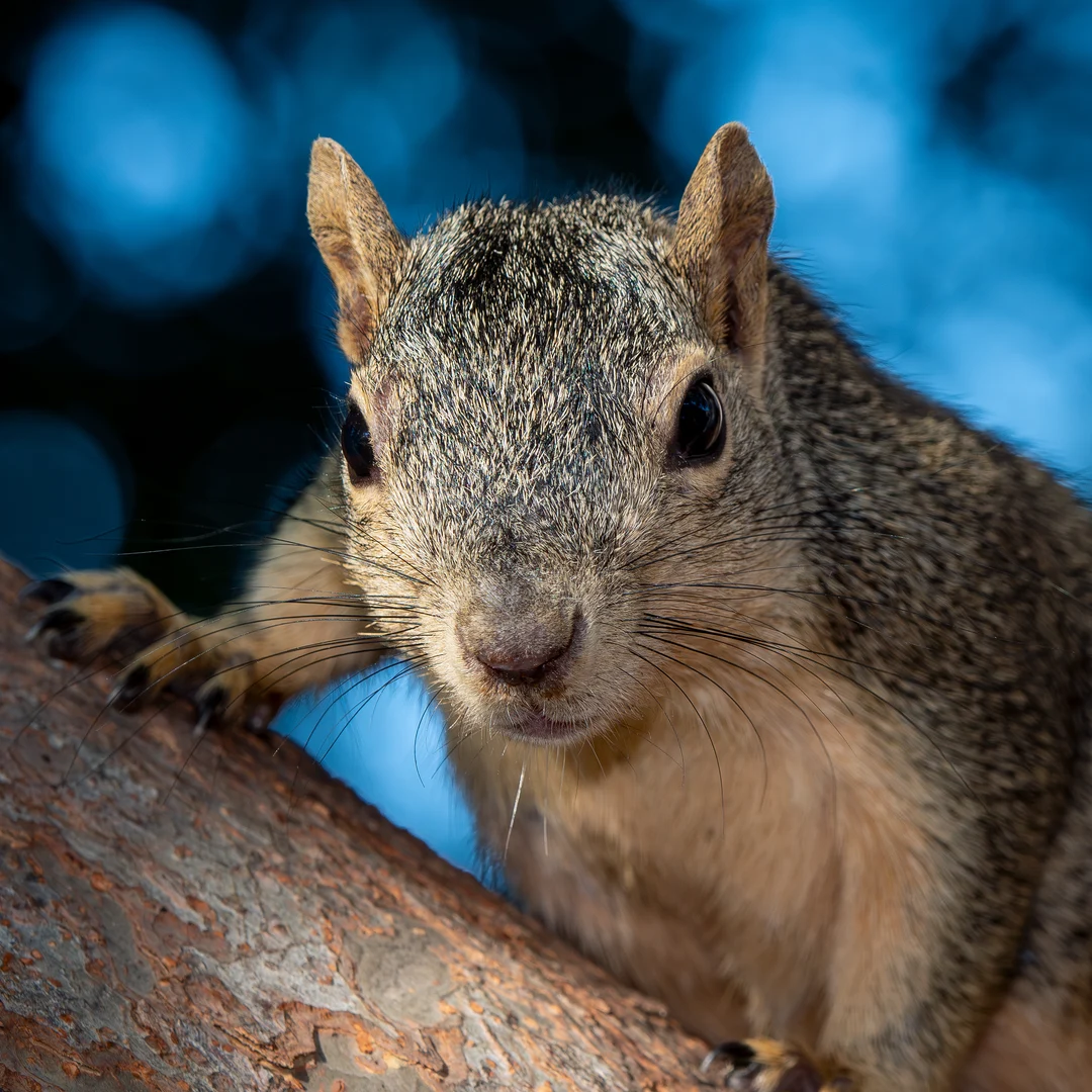 Mother Squirrel | Scrolller