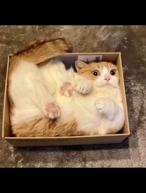 Even the cat is surprised how good the trap is working | Scrolller