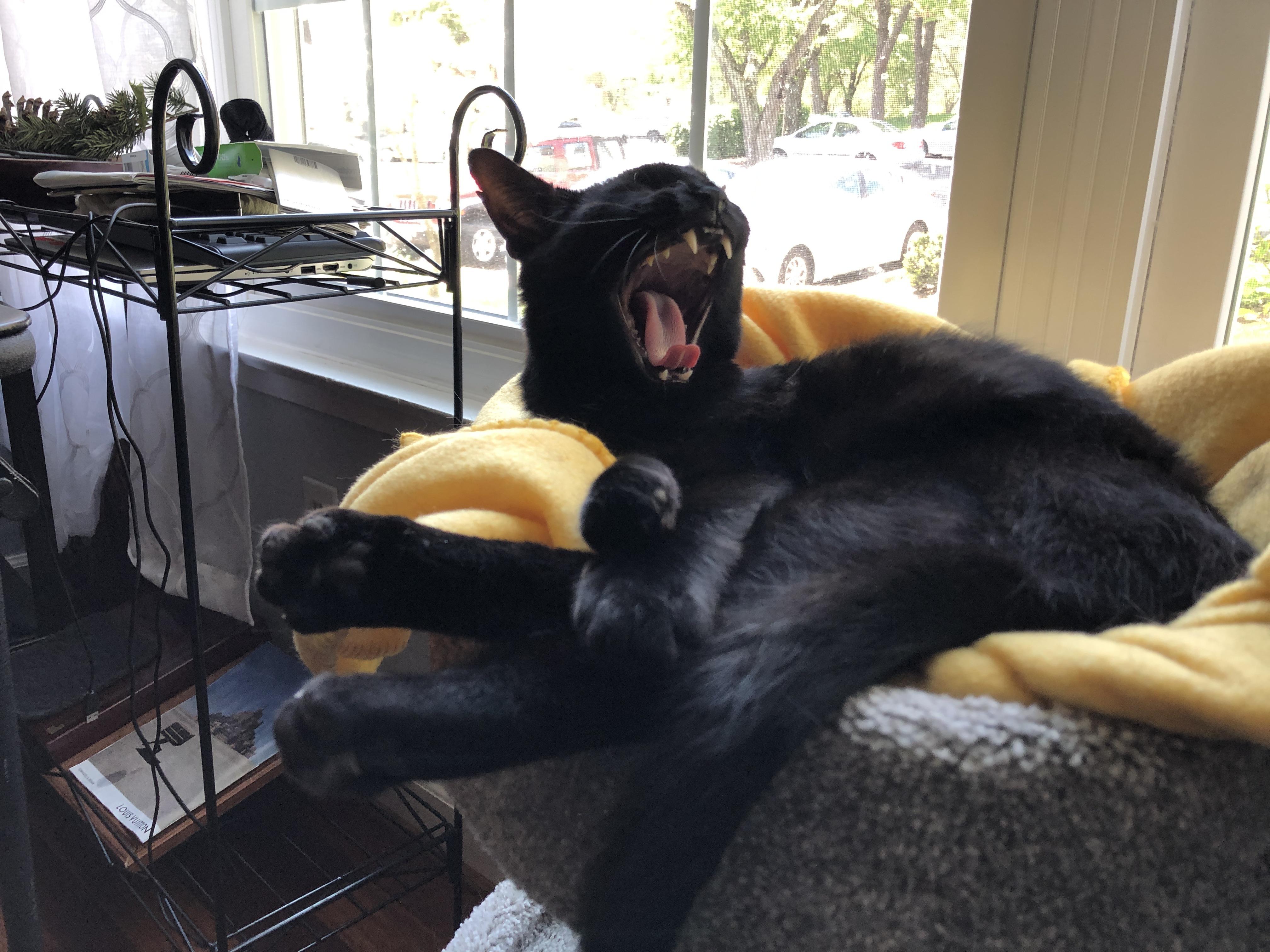 My void Raven, pictured mid-yawn | Scrolller