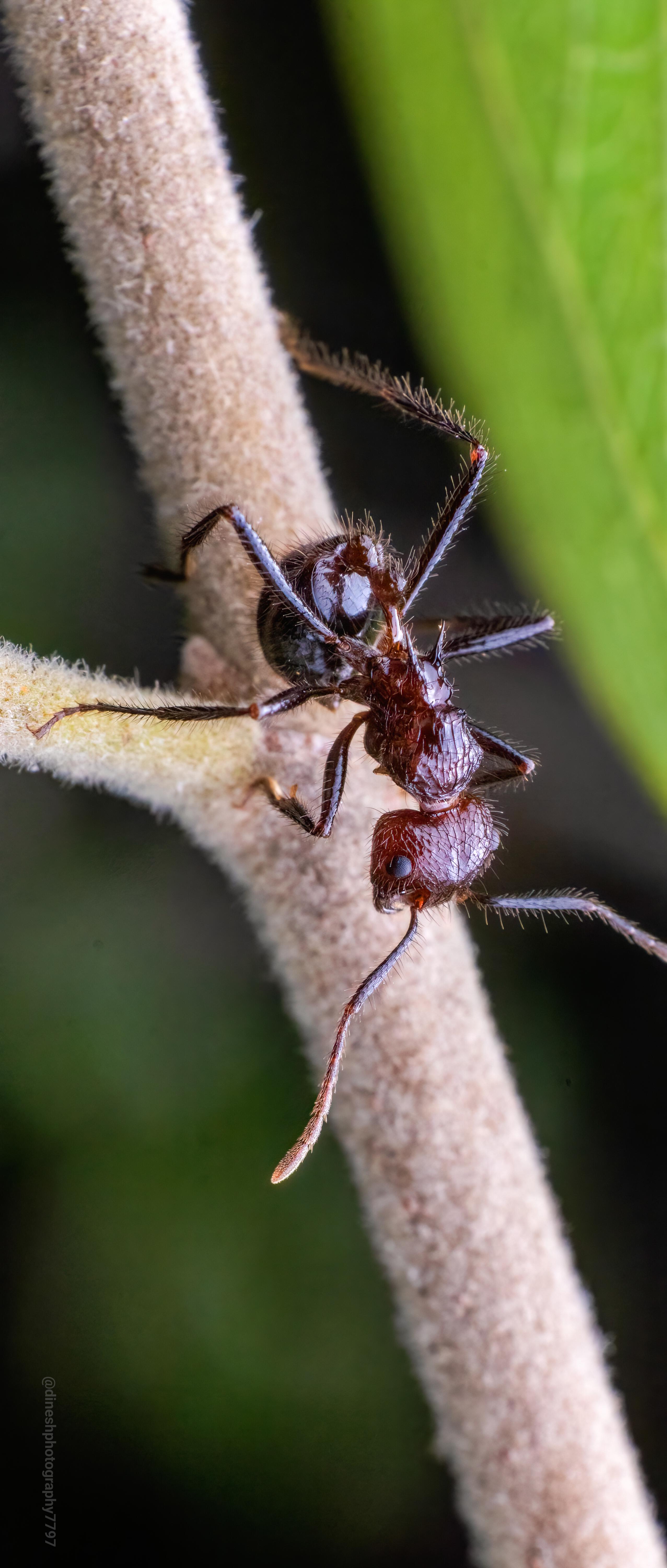 Droptail Ant | Scrolller