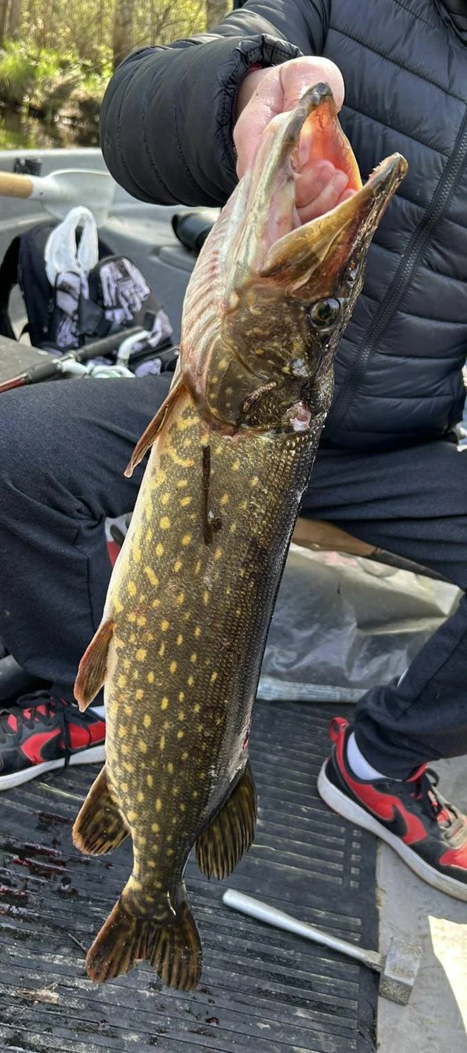 first pike of the year :) | Scrolller