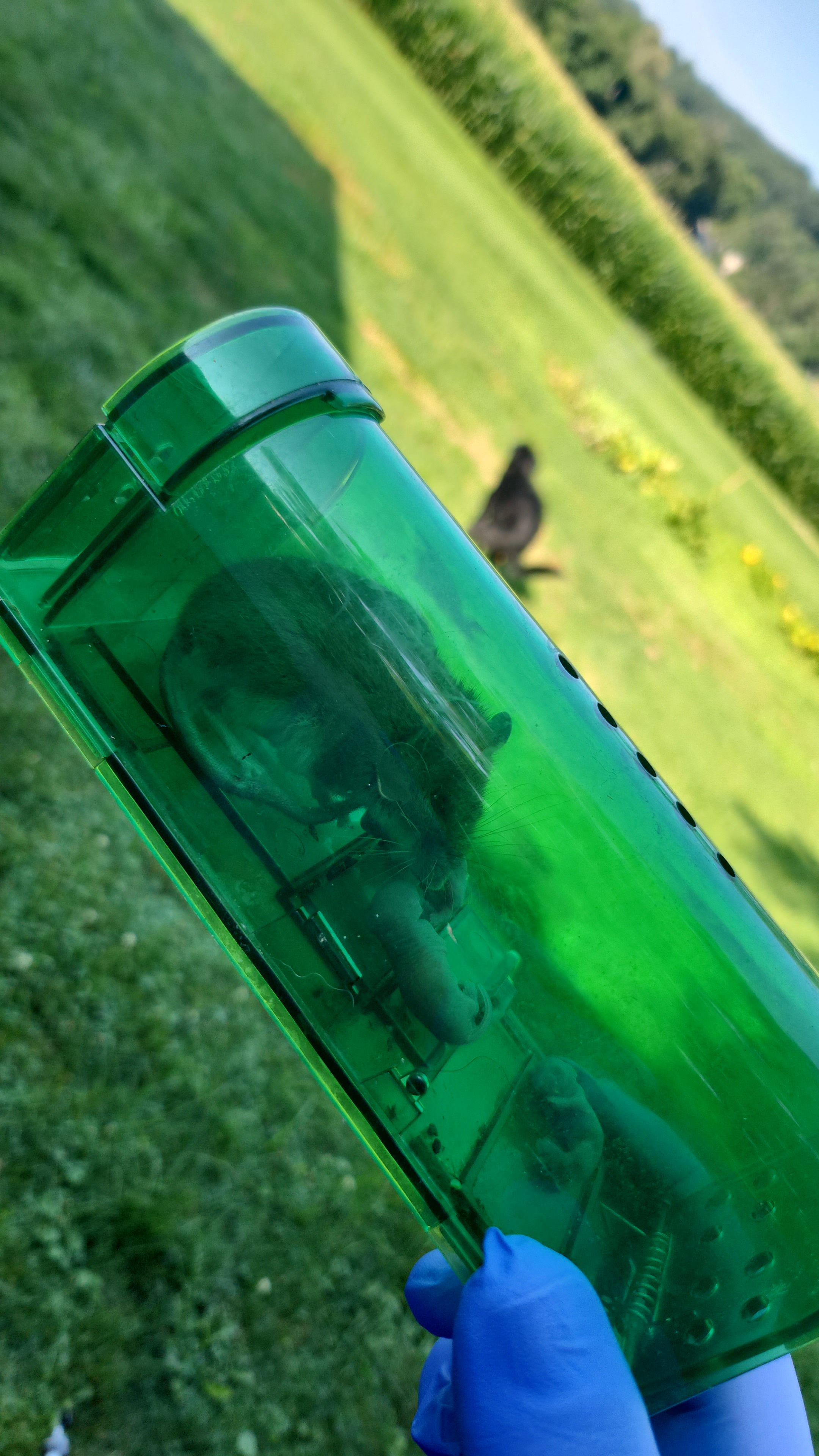 Mouse Gave Birth in the Trap | Scrolller