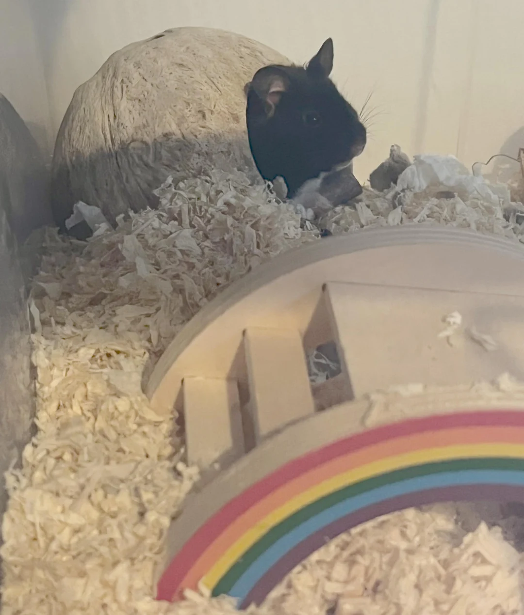 Thank you sub for your advice & knowledge over the years. | Scrolller