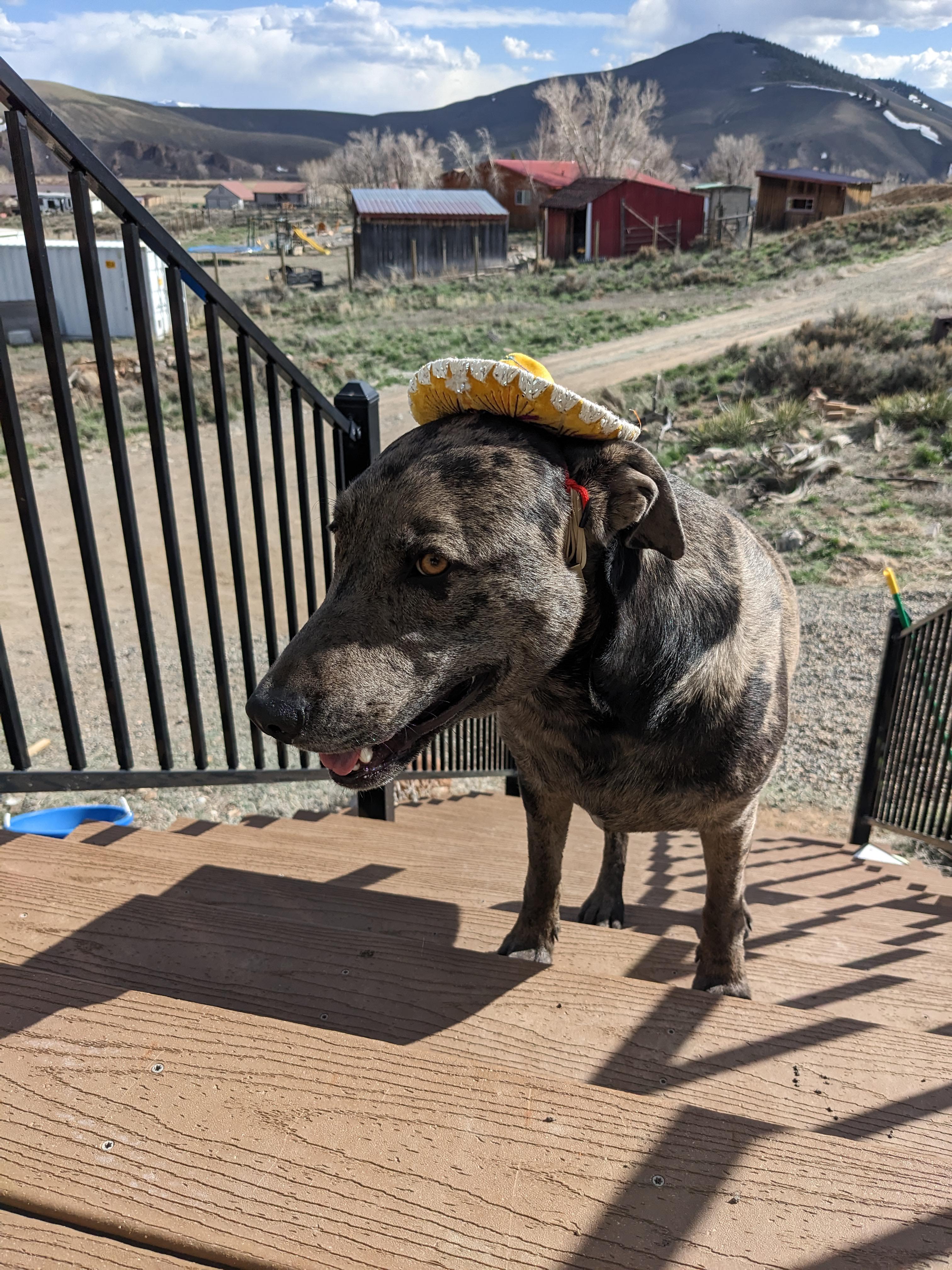 It is Cinco de Mayo my dudes | Scrolller