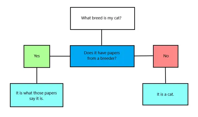 A Quick Guide to Cat Breeds | Scrolller