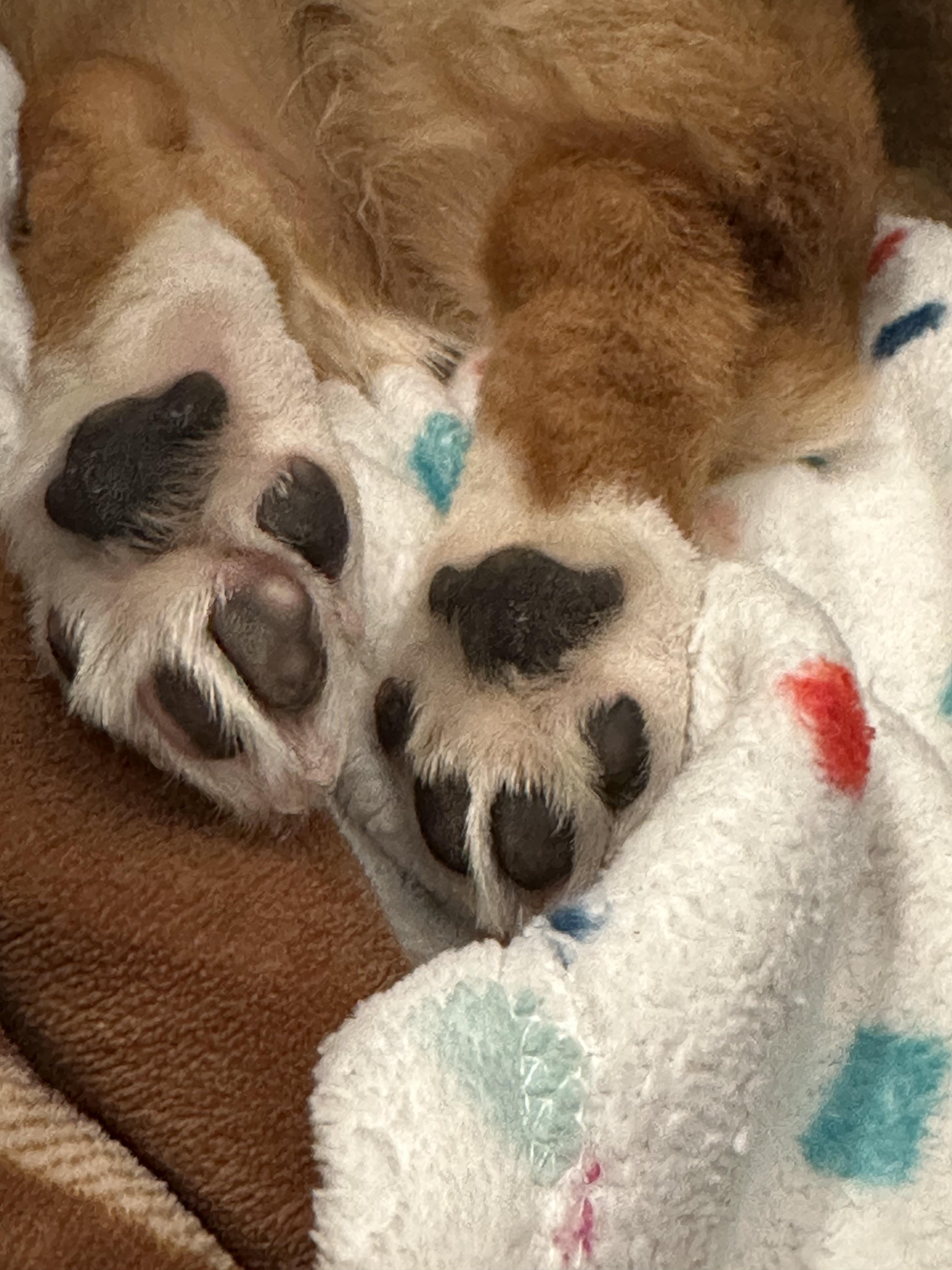 Toe beans!! | Scrolller