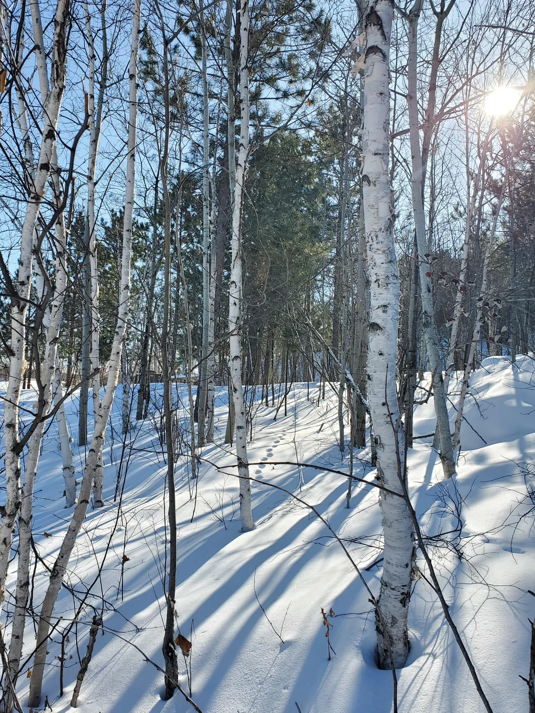 Coyote crossing | Scrolller