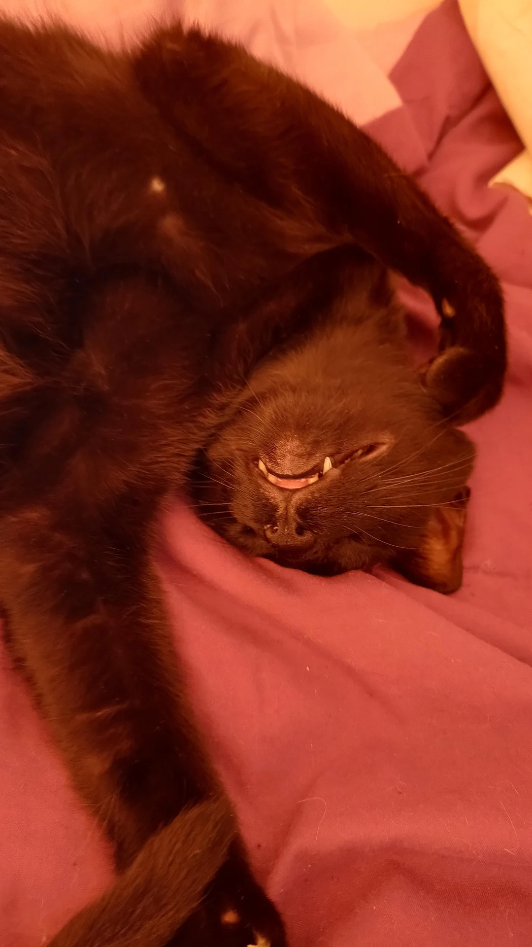 I'm totally in love with those tiny teeth | Scrolller