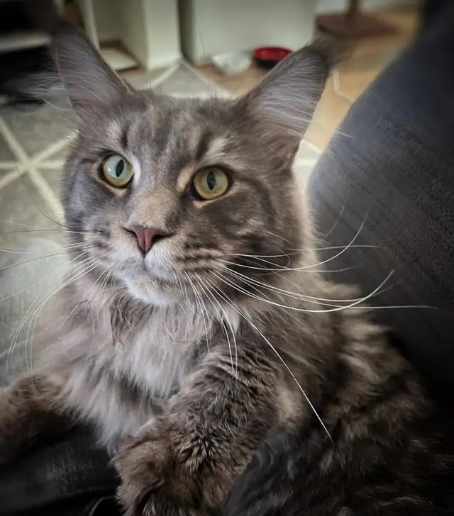 Ragnar - My Maine Coon! | Scrolller