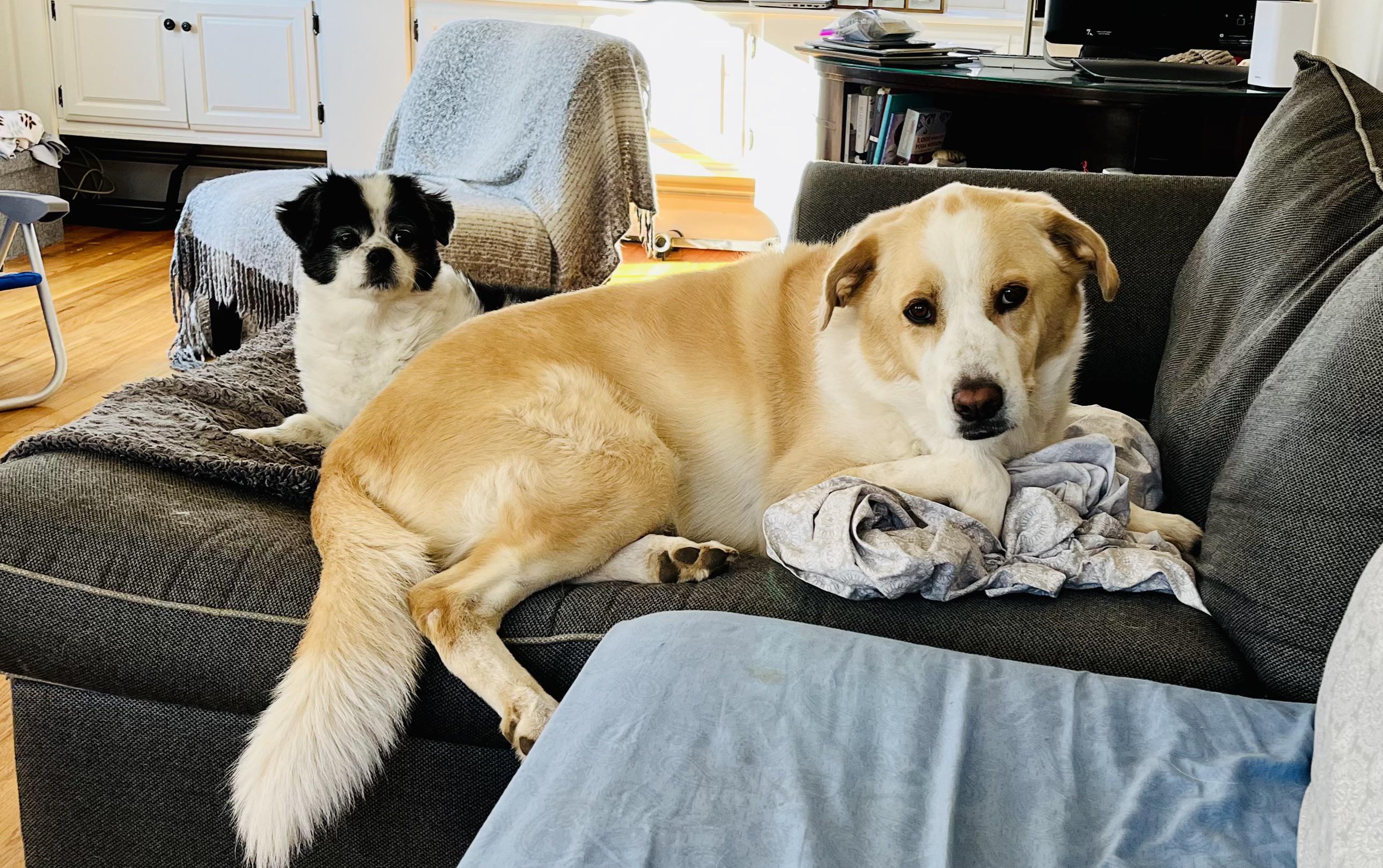 Panda 🐼 and goose | Scrolller