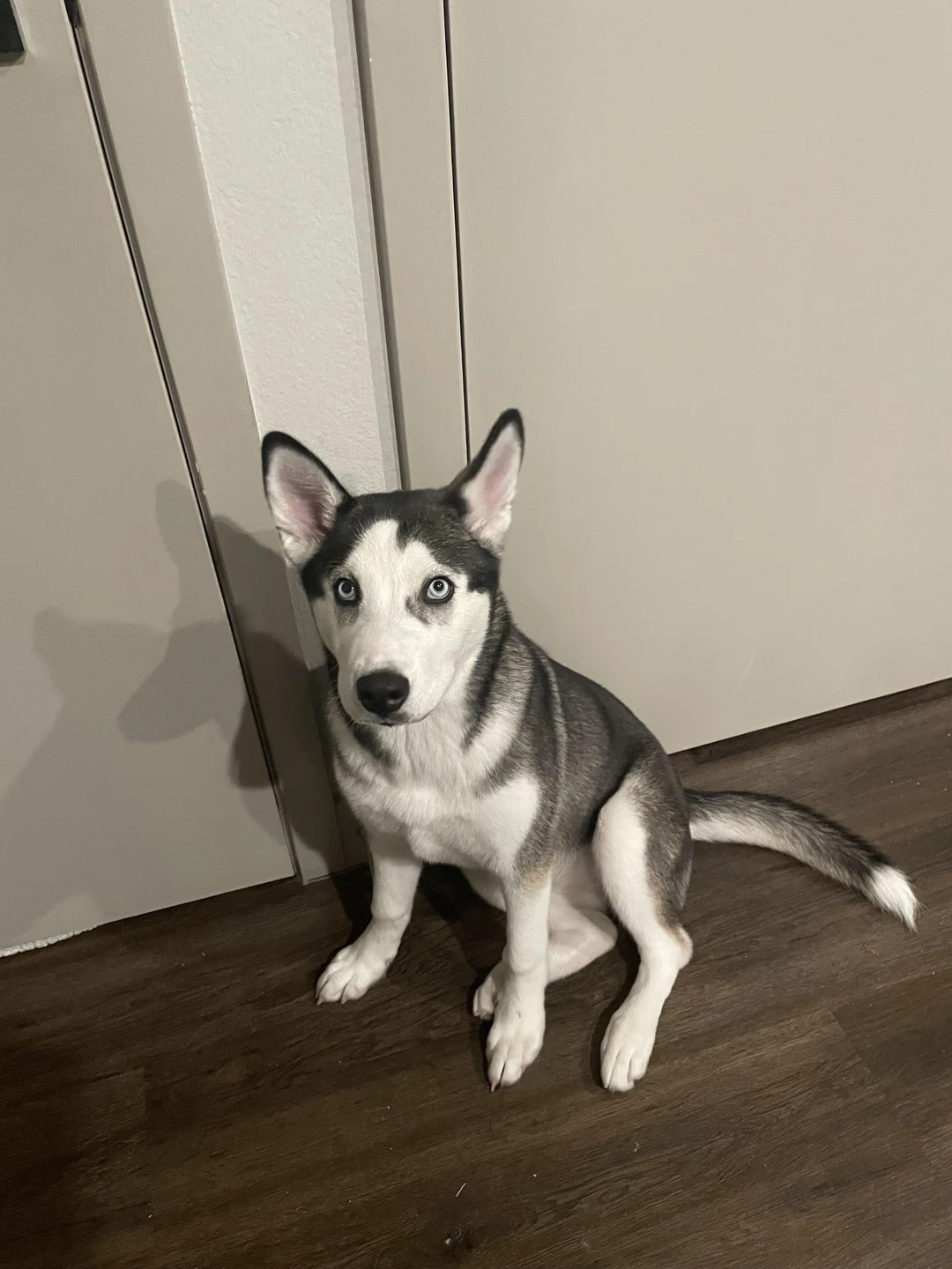 Stormy the Husky | Scrolller