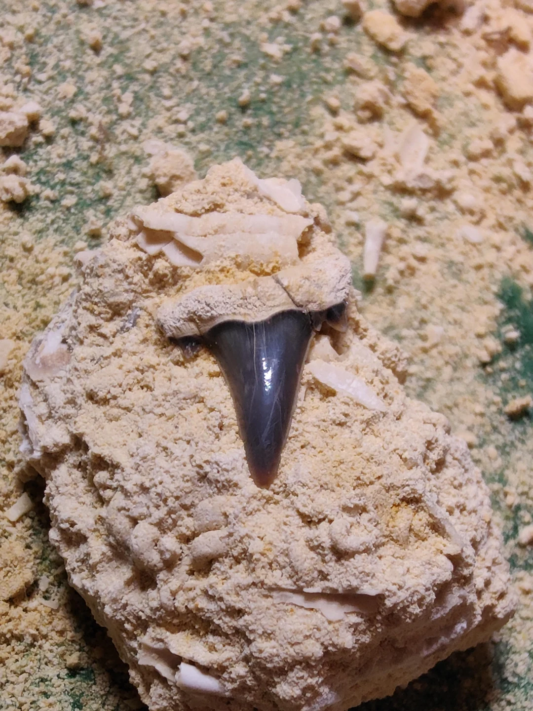 Cretolamna from the late Cretaceous, 68.8myo, Valkenburg, the Netherlands. | Scrolller