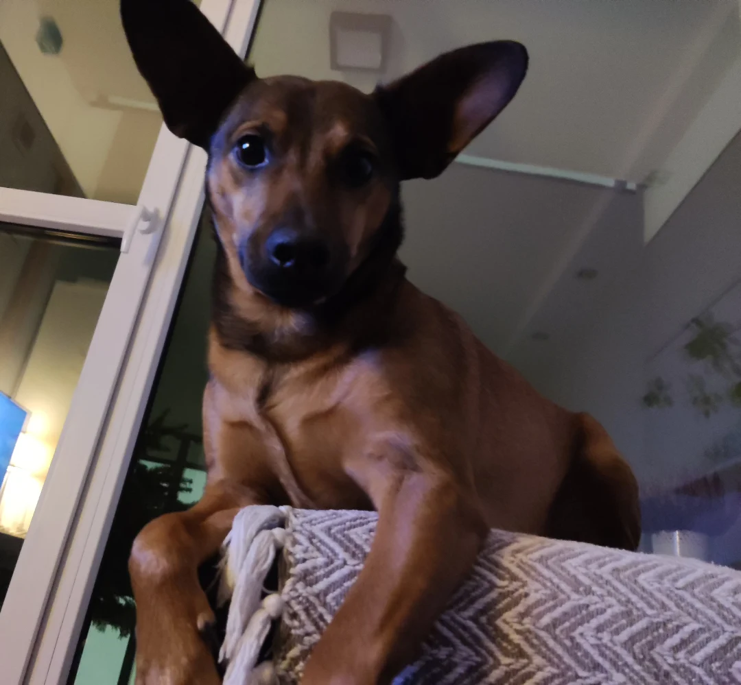 I'm watching you human | Scrolller