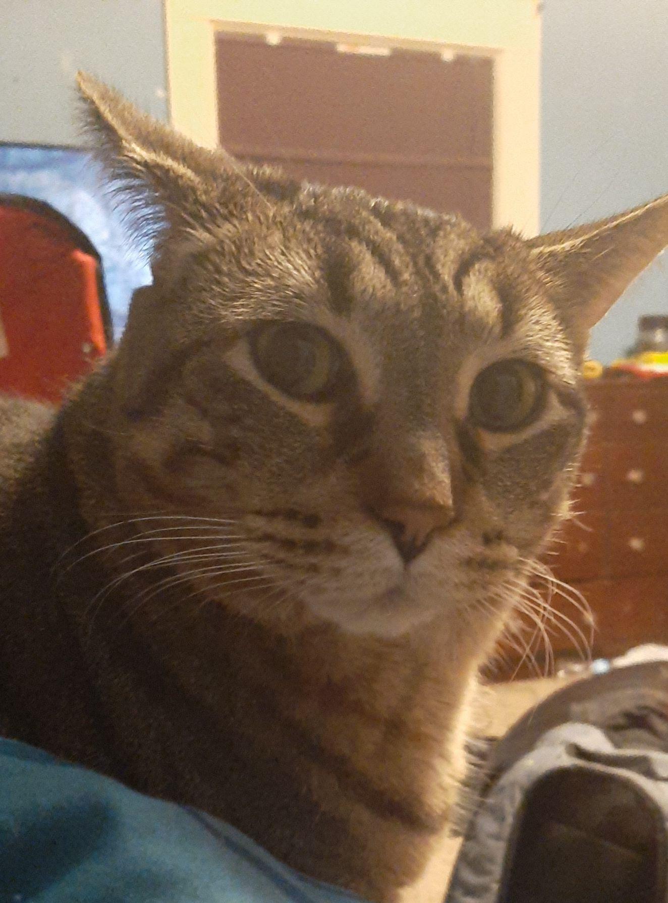 Cat meowing on the TV | Scrolller