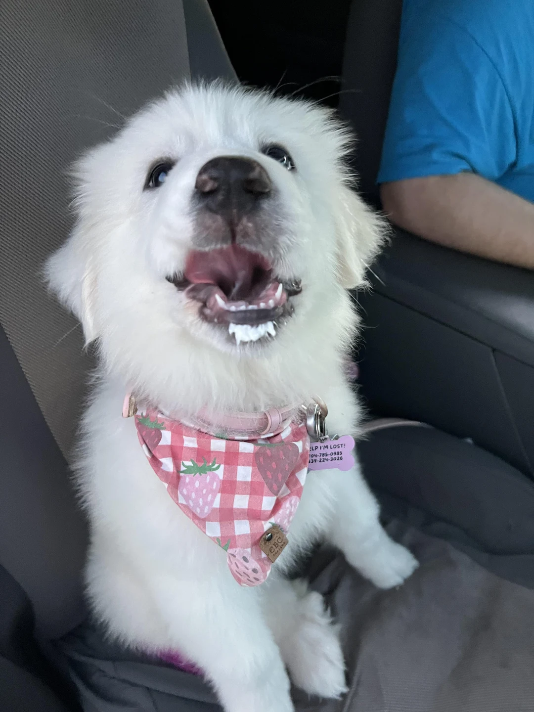 First pup cup smile! | Scrolller