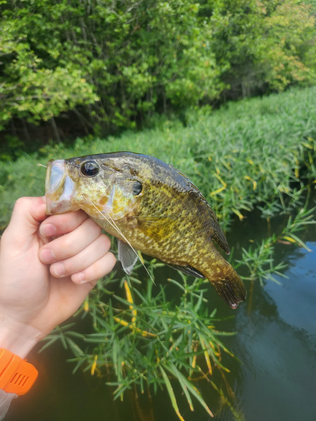 Fish ID? | Scrolller