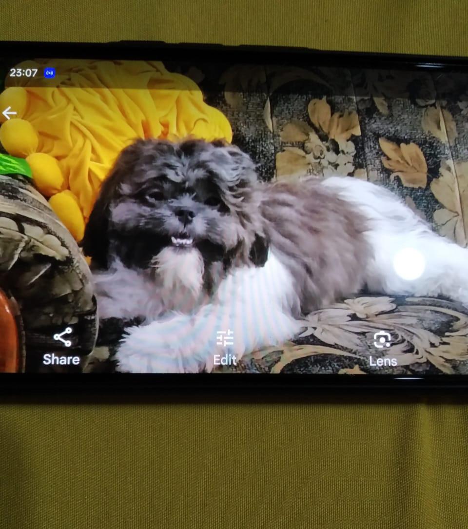 I just asked how she looked after grooming ,this is what my mother sent …..cute | Scrolller