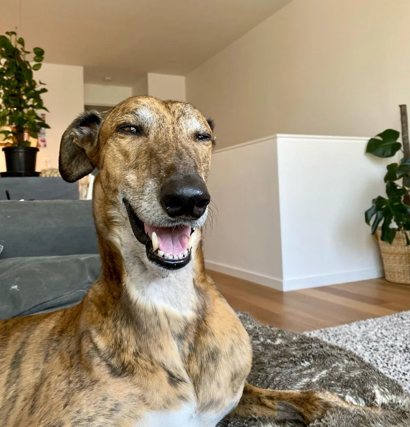Discover more like Greyhounds: Stitches out = Hap Hap hound and Related Content | Scrolller