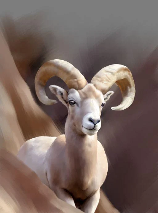 Bighorn Sheep | Scrolller
