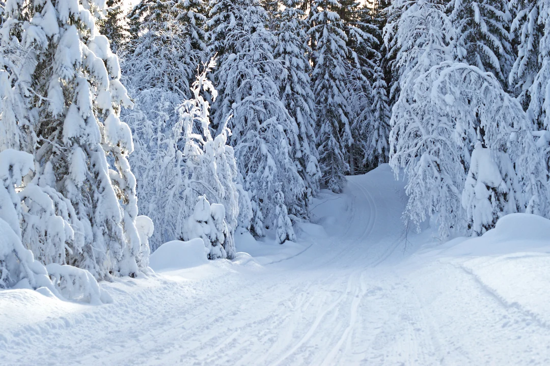 Winter by Hannah Edwards | Scrolller