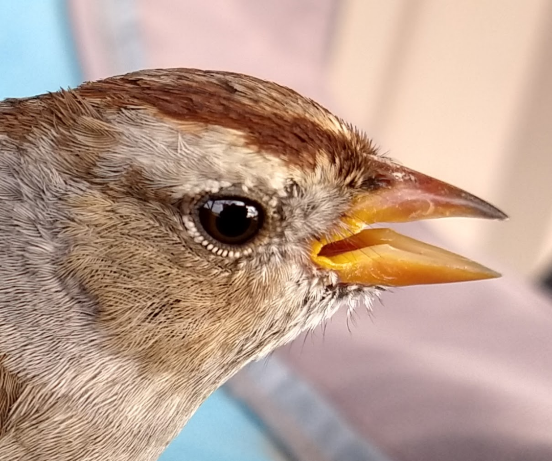Sparrow close-up | Scrolller