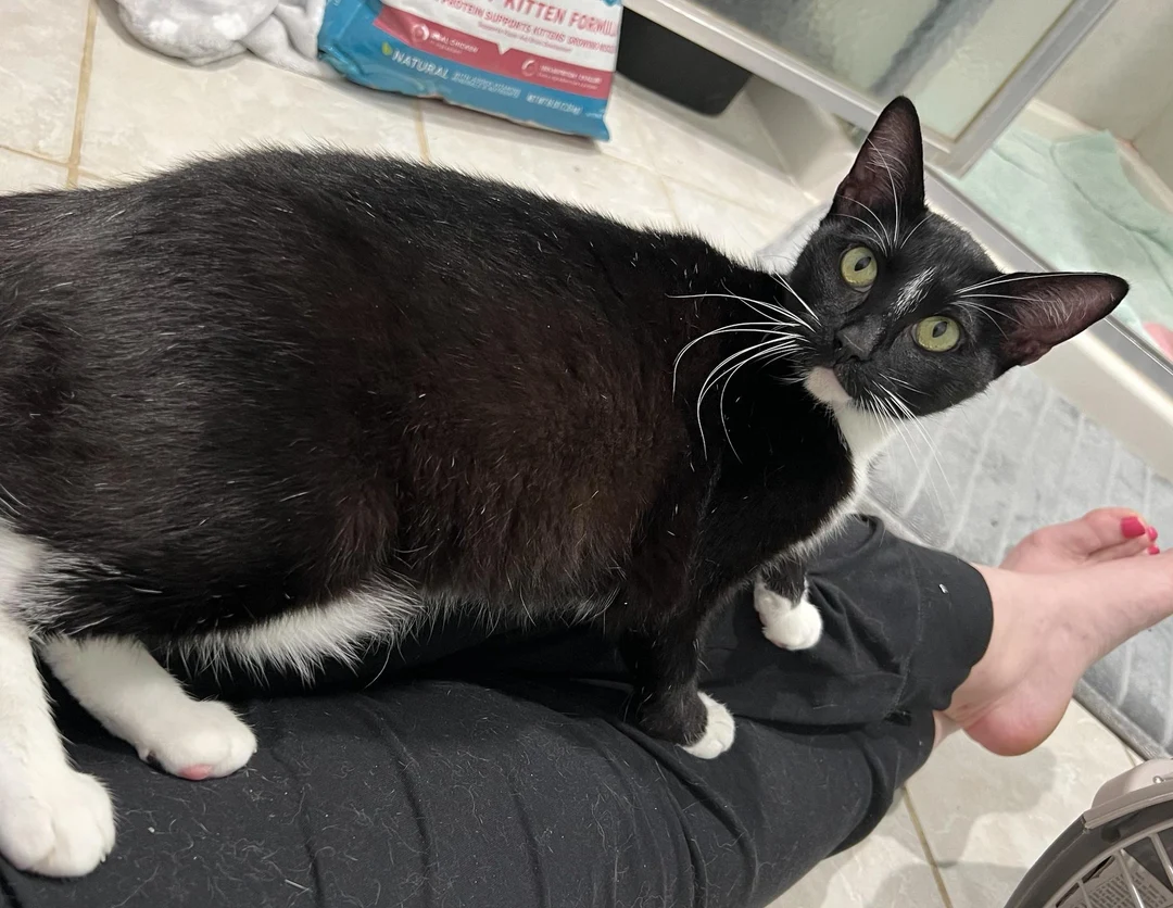 Meet pregnant Butter! | Scrolller