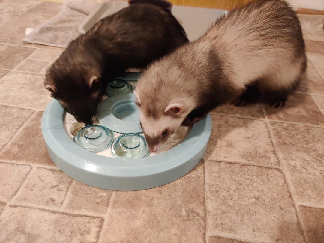 The girls are too smart for these-- unless you use two that like pushing them in opposite ...