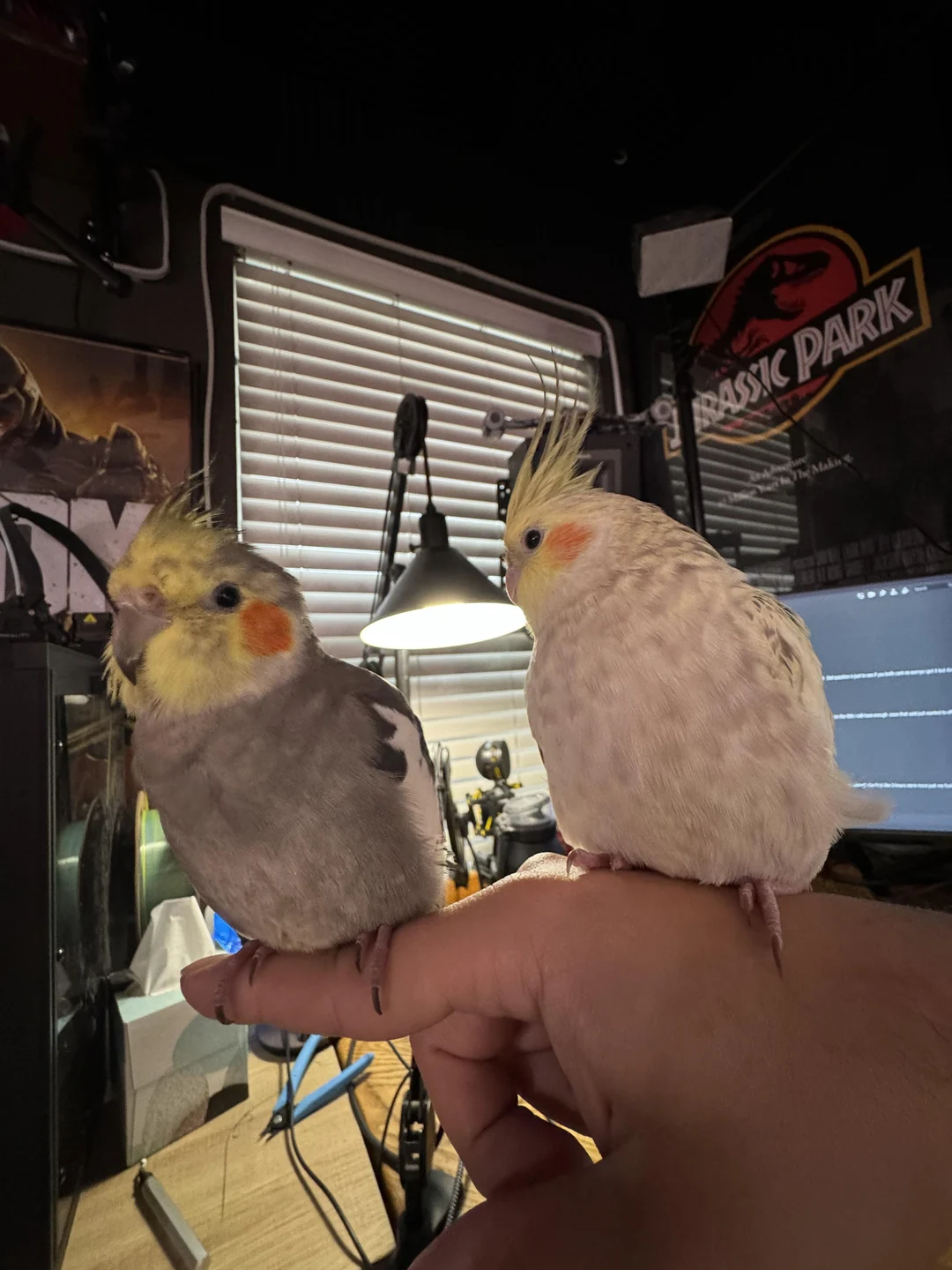 Borb patrol | Scrolller