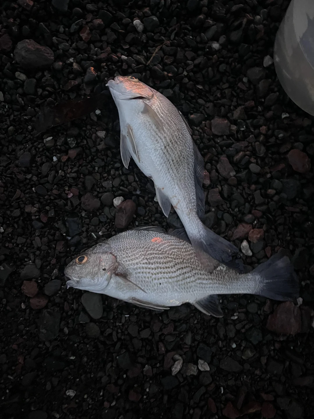 Help with Fish ID | Scrolller