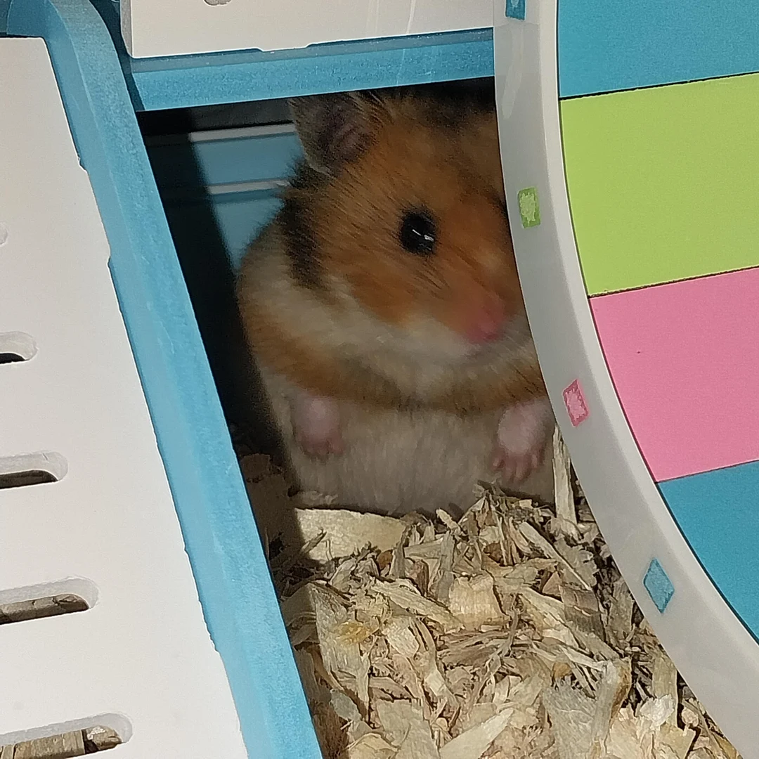 Just got this cutie for my wife, wife wants help naming her | Scrolller