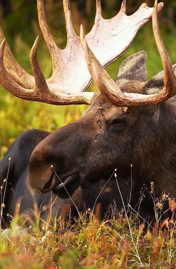 This Cute Moose 🤎🖤💚💙🤍💖💜🧡💛 ️ | Scrolller