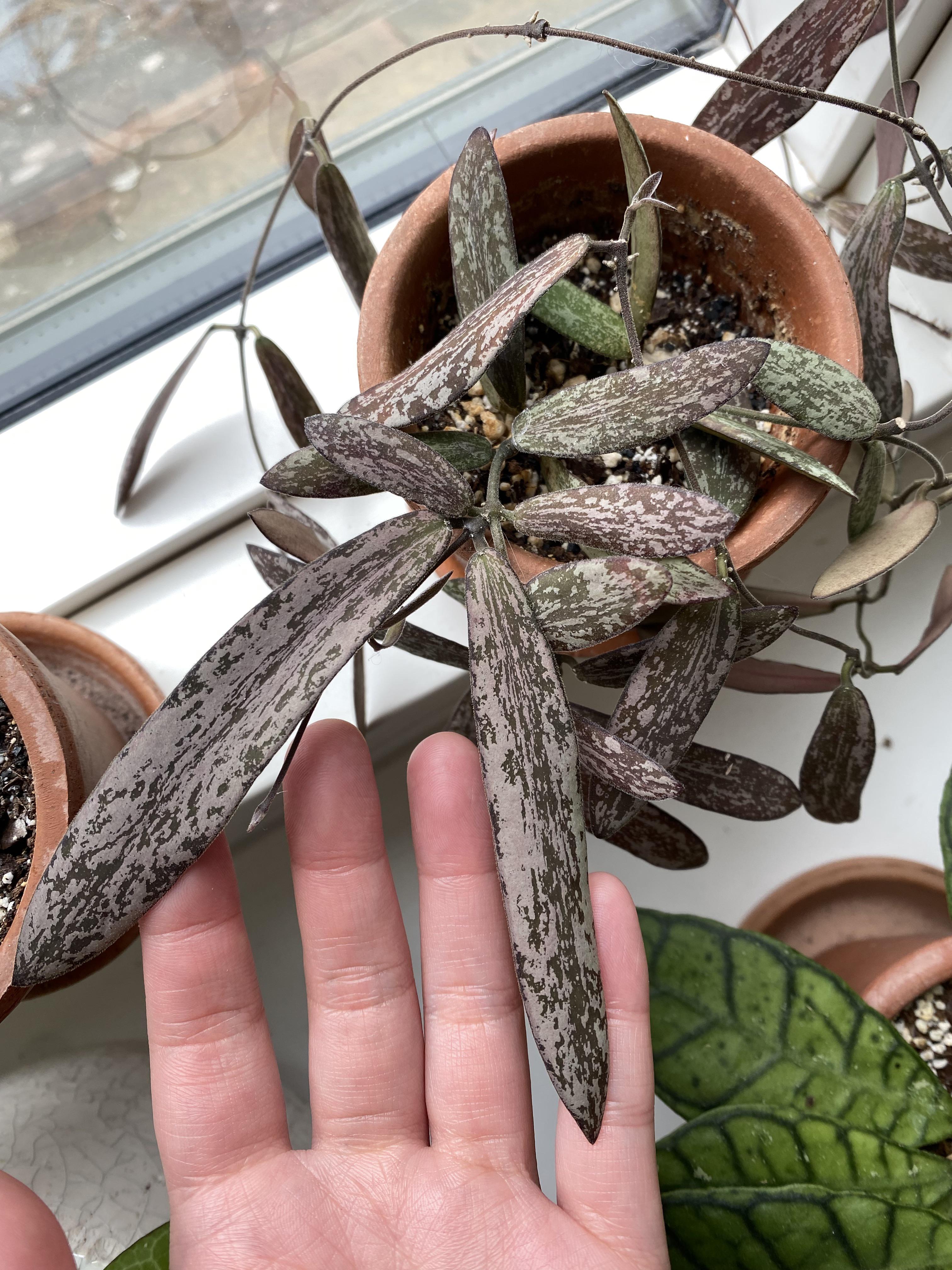 Hoya Sigillatis loving life!!! 😍 | Scrolller