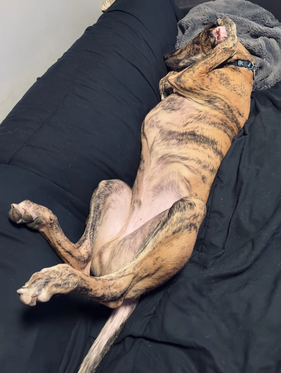 Thought I’d seen every crazy and weird way a greyhound passes out and then my pup pulls out a ...