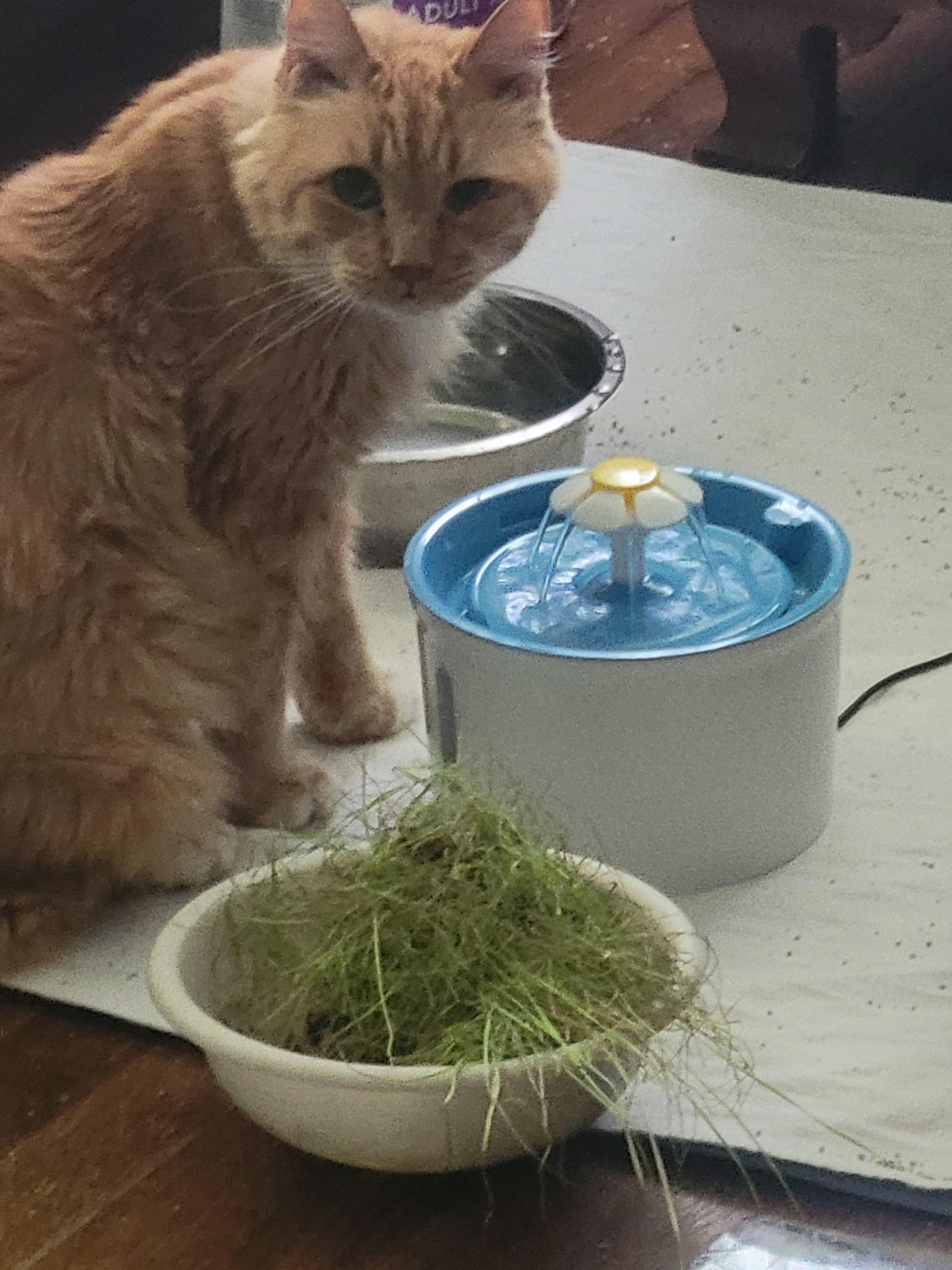 Herbert gets a water fountain | Scrolller