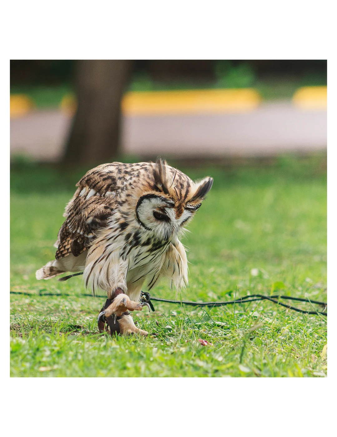 This Striped owl can't fly, so it gives tippy-taps (Rescued by wildlife org.) | Scrolller