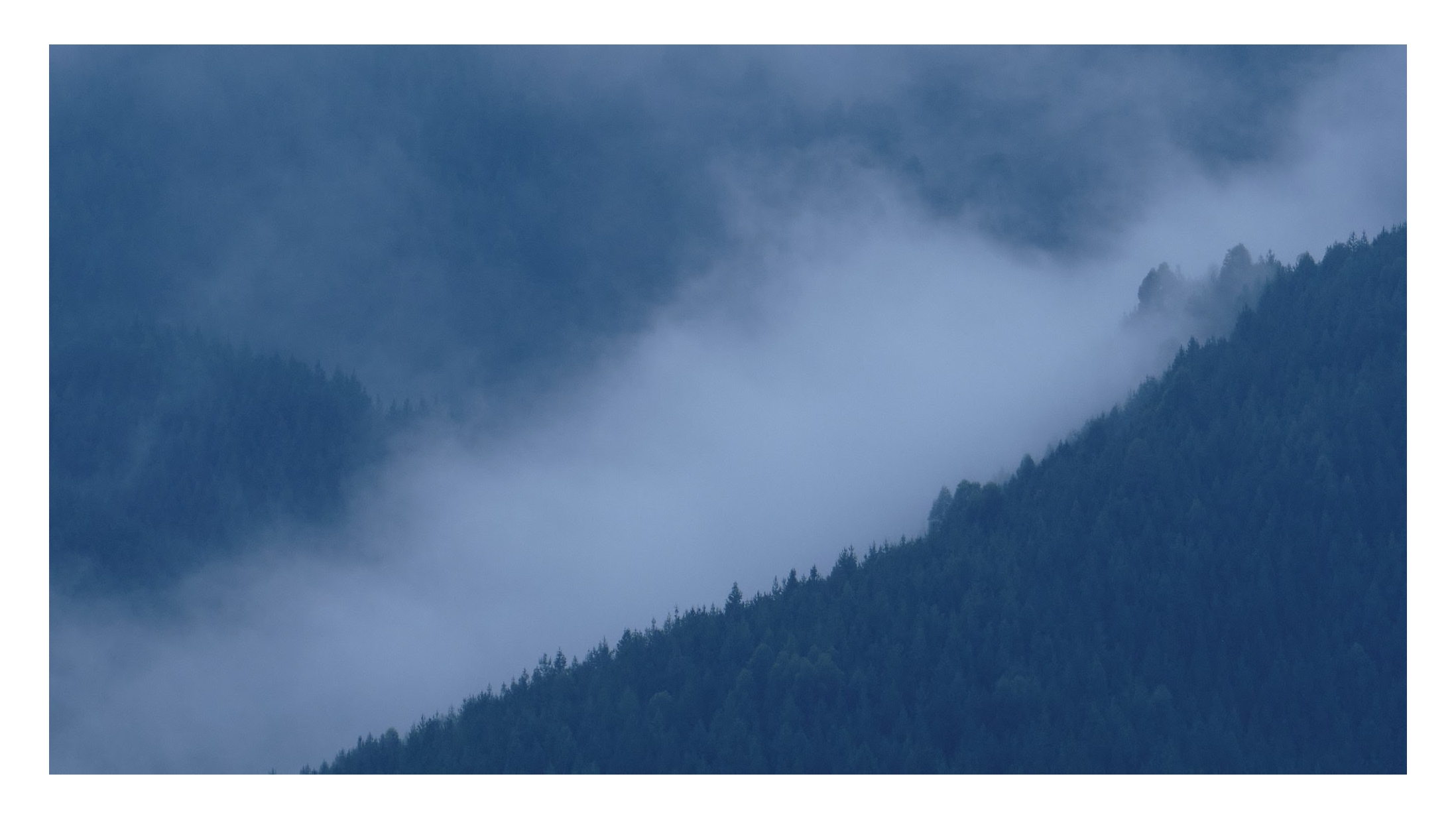 A forest in the fog | Scrolller